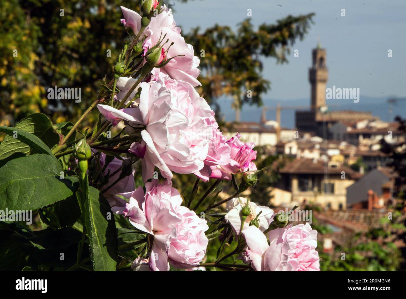 Giardino delle Rose Florence Stock Photo - Alamy