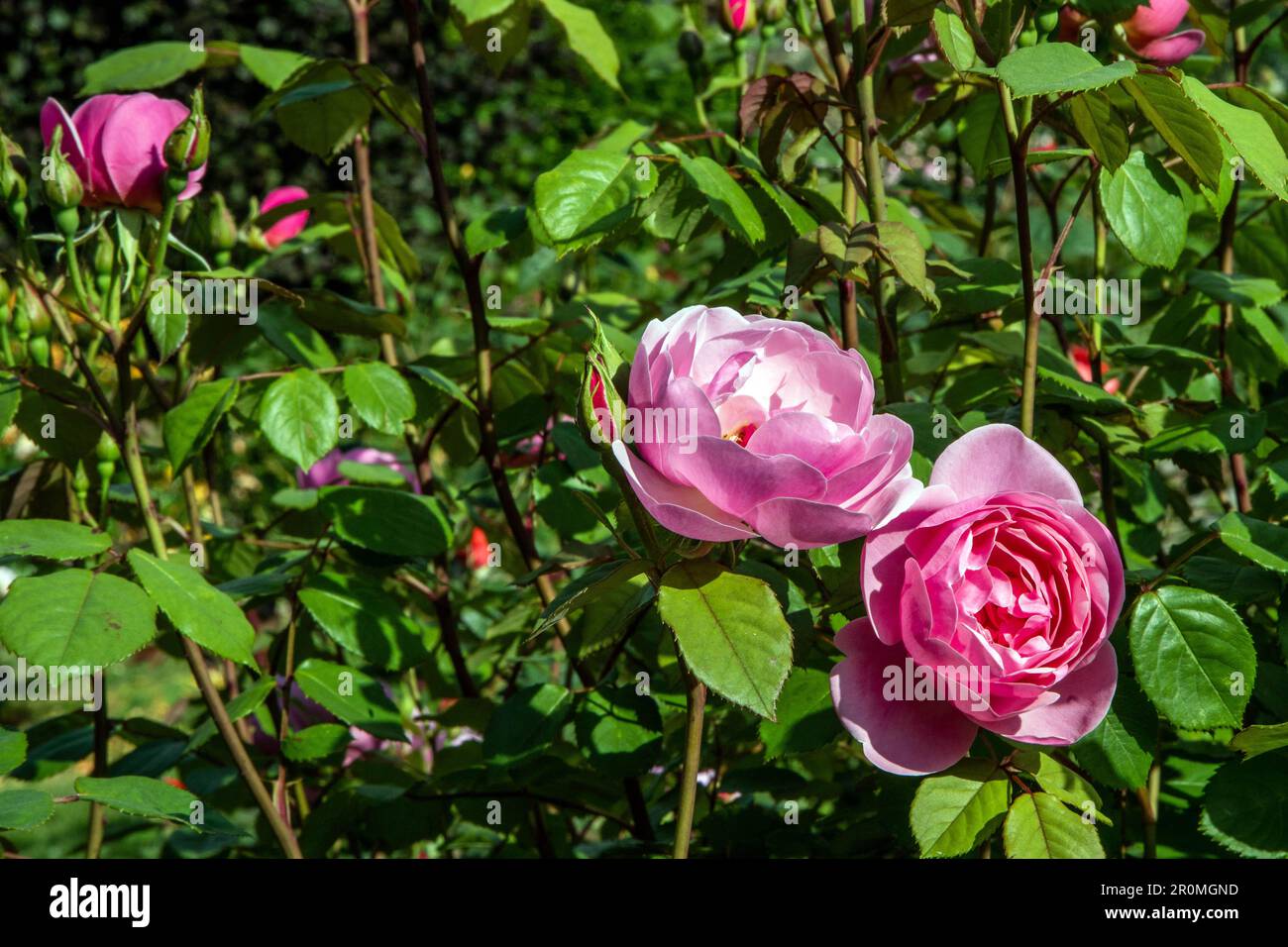 Giardino delle Rose Florence Stock Photo - Alamy