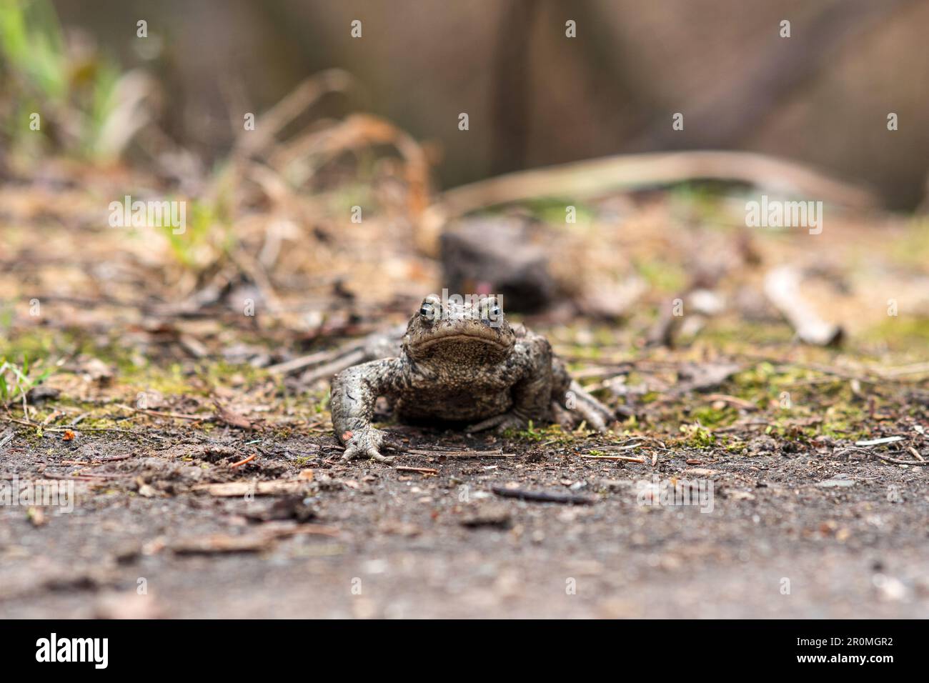 Cross toad hi-res stock photography and images - Alamy
