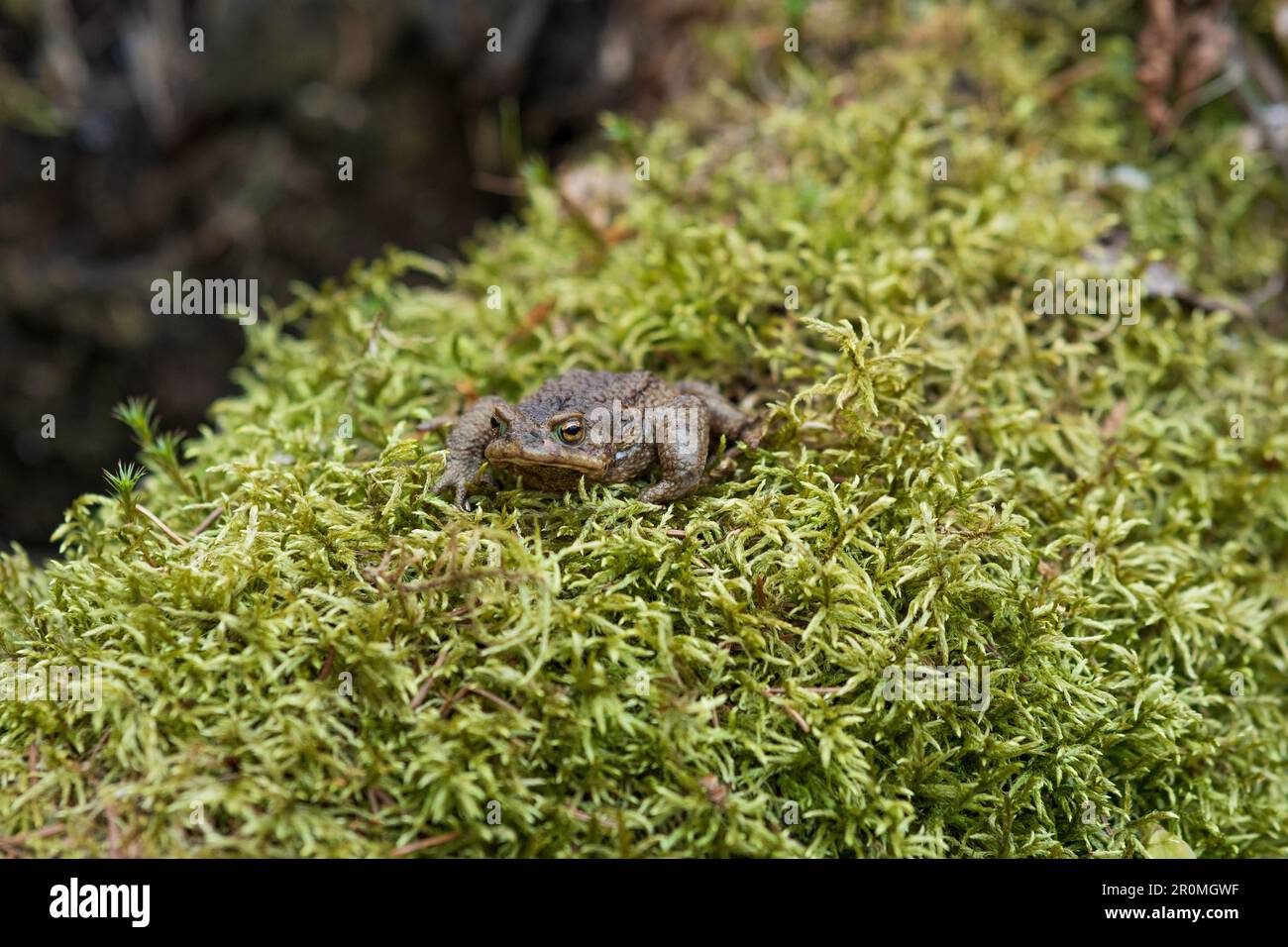 common toad after hibernation among the moss Stock Photo - Alamy