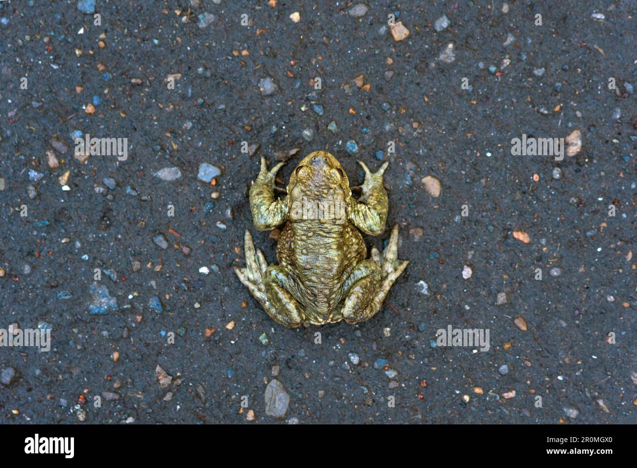 common toad on the asphalt road Stock Photo - Alamy