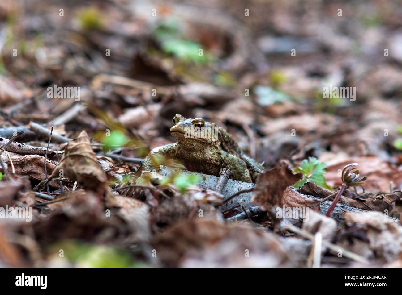 common toad after hibernation among dry foliage Stock Photo - Alamy