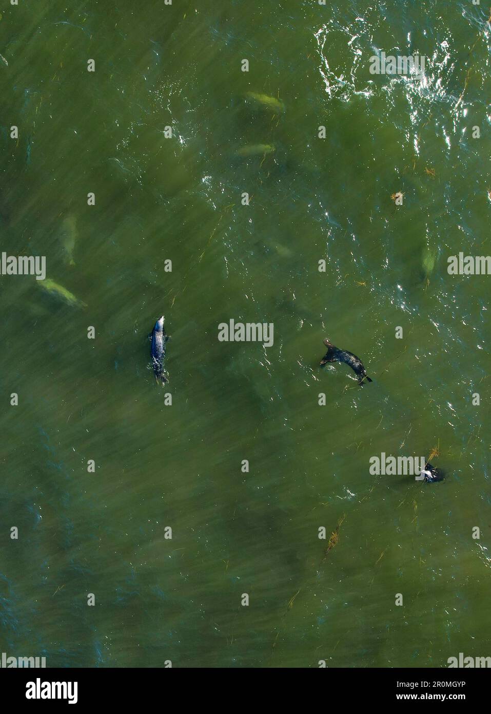 Aerial view of a group of grey seals basking in a peaceful pool of ...