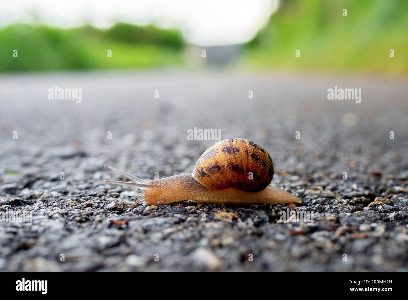 Snail crossing road hi-res stock photography and images - Alamy