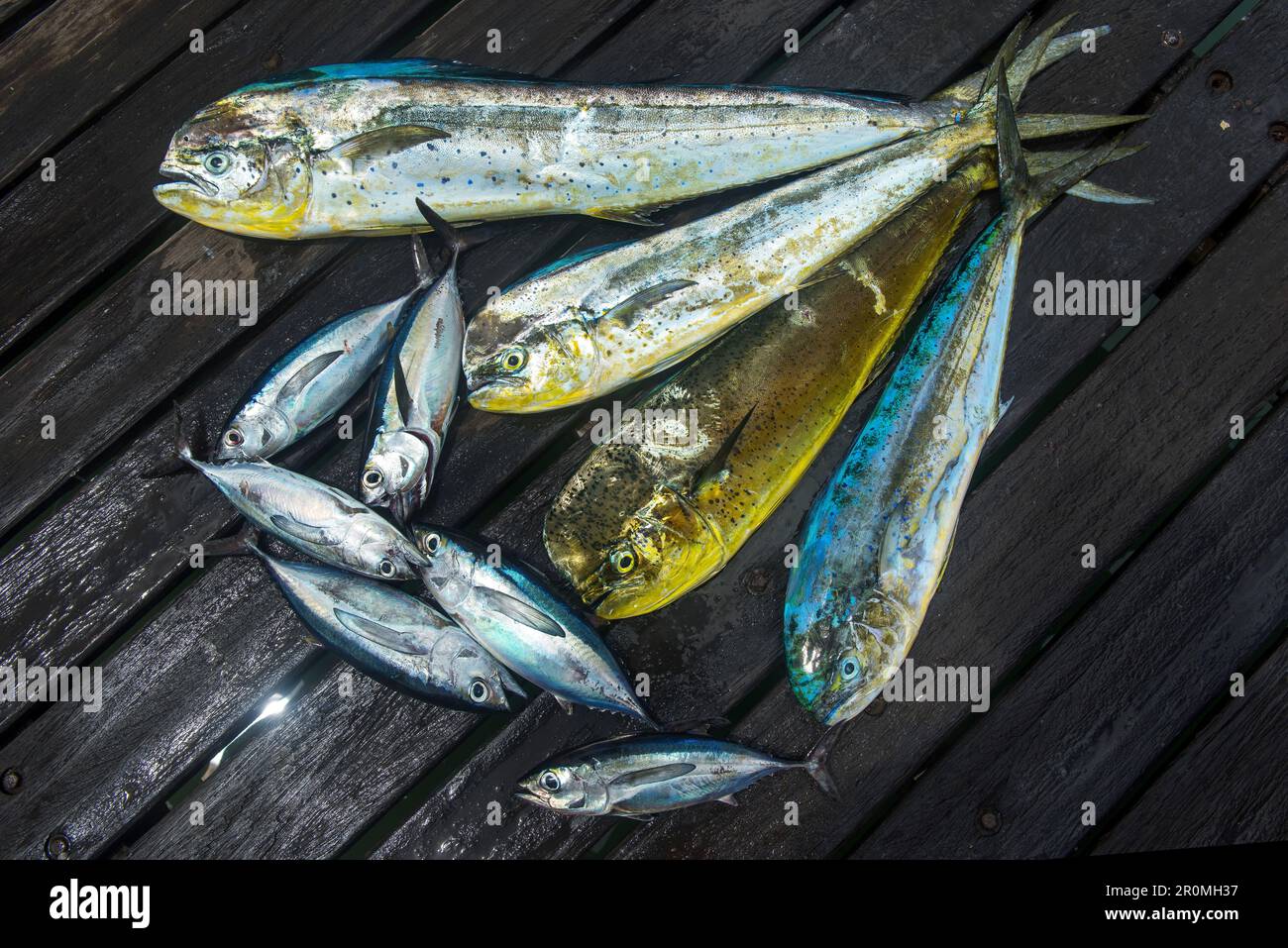 catch of the day Stock Photo - Alamy