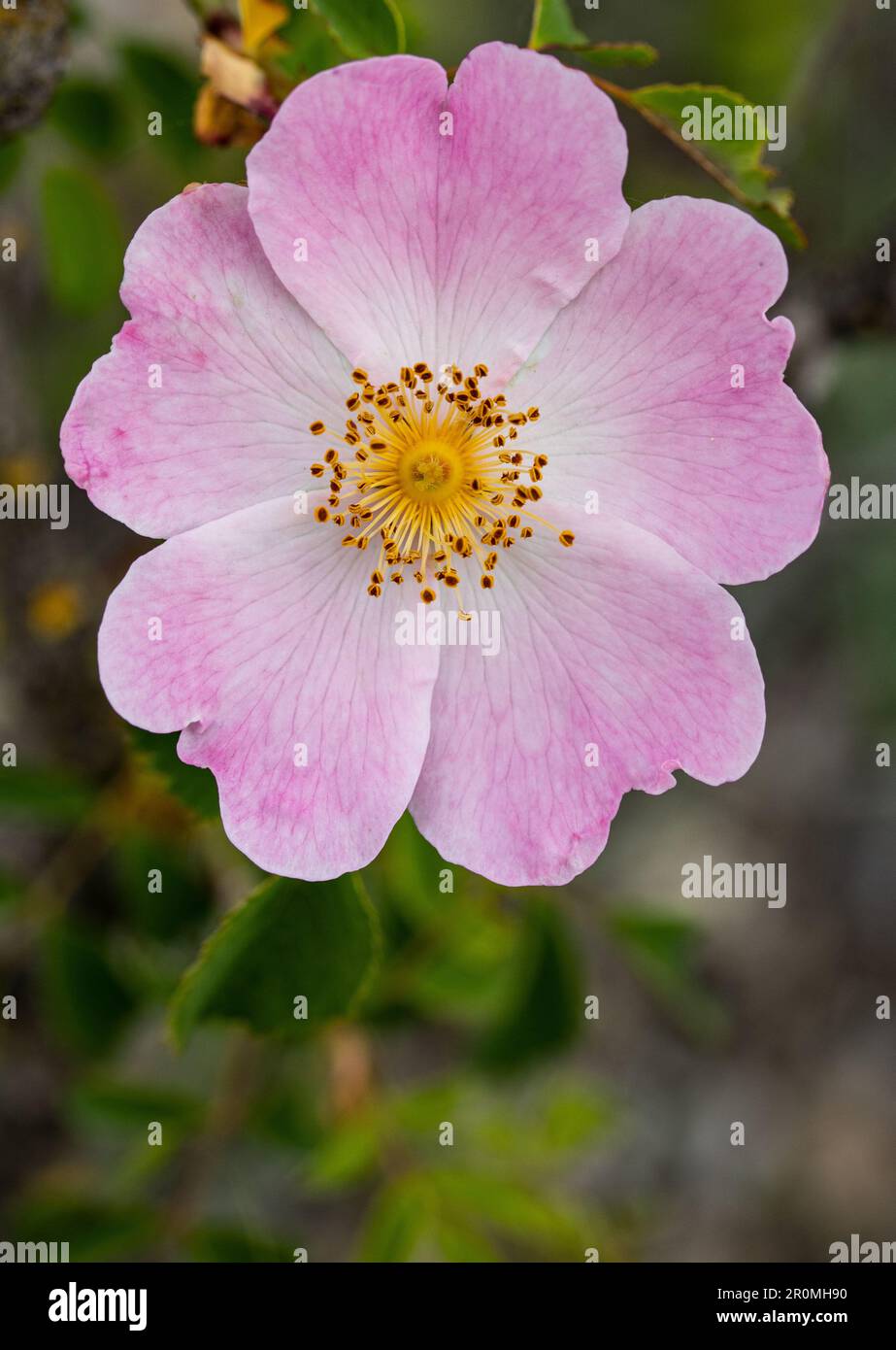 Rose bud in grass hi-res stock photography and images - Alamy