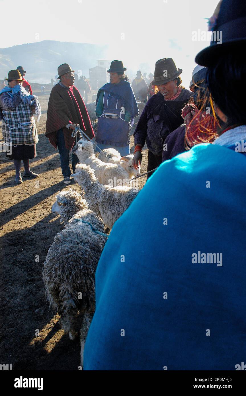 Guamote hi-res stock photography and images - Alamy