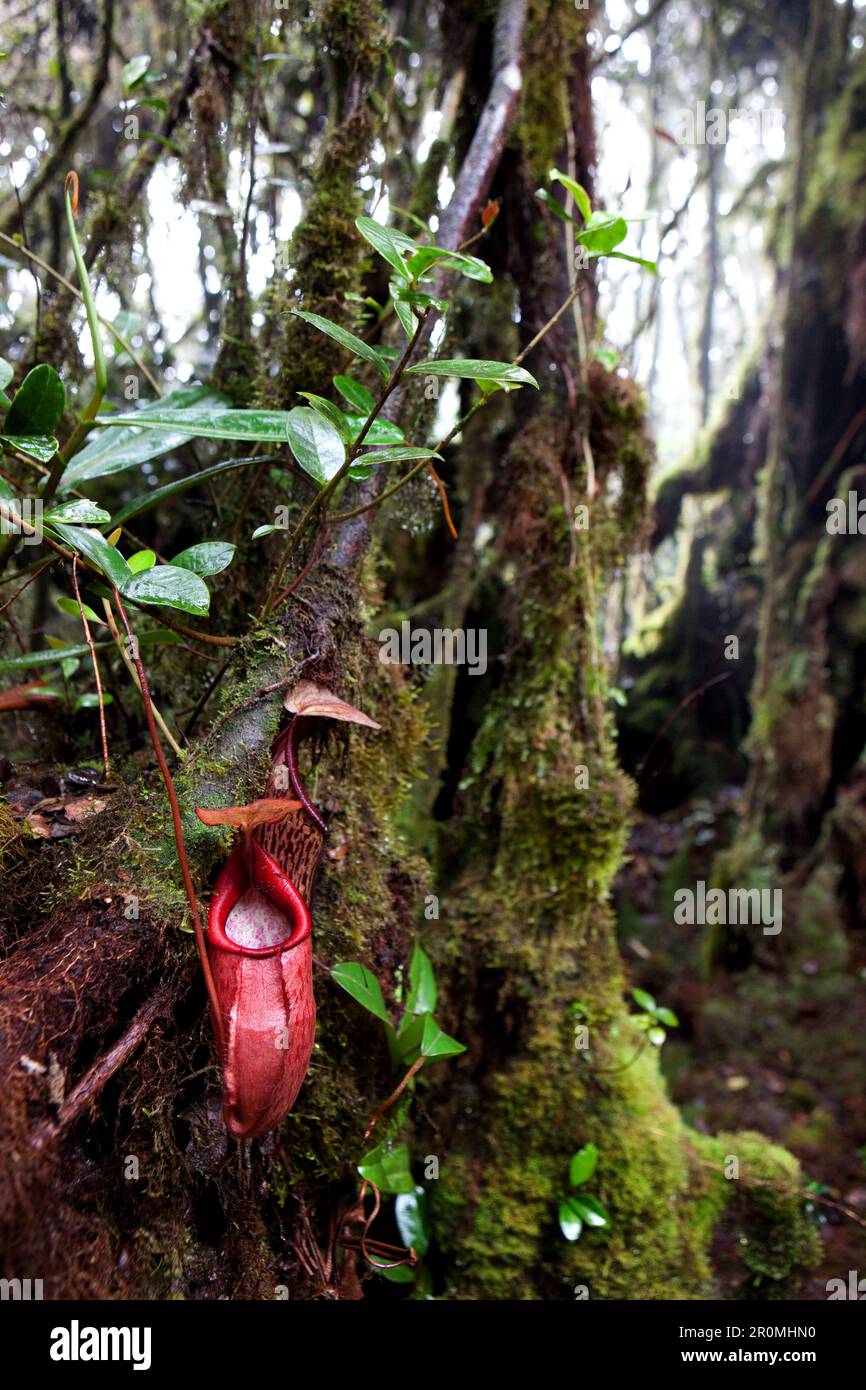 Carnivorous pitcher plant in the cloud forest of the Cameron Highlands ...