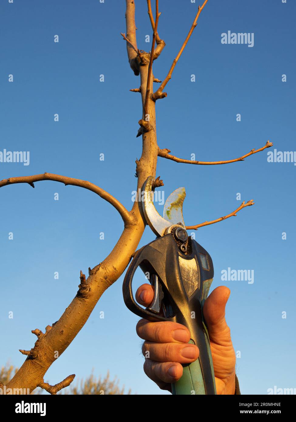 A hand using a pair of scissors to cut a branch from a tree with no ...