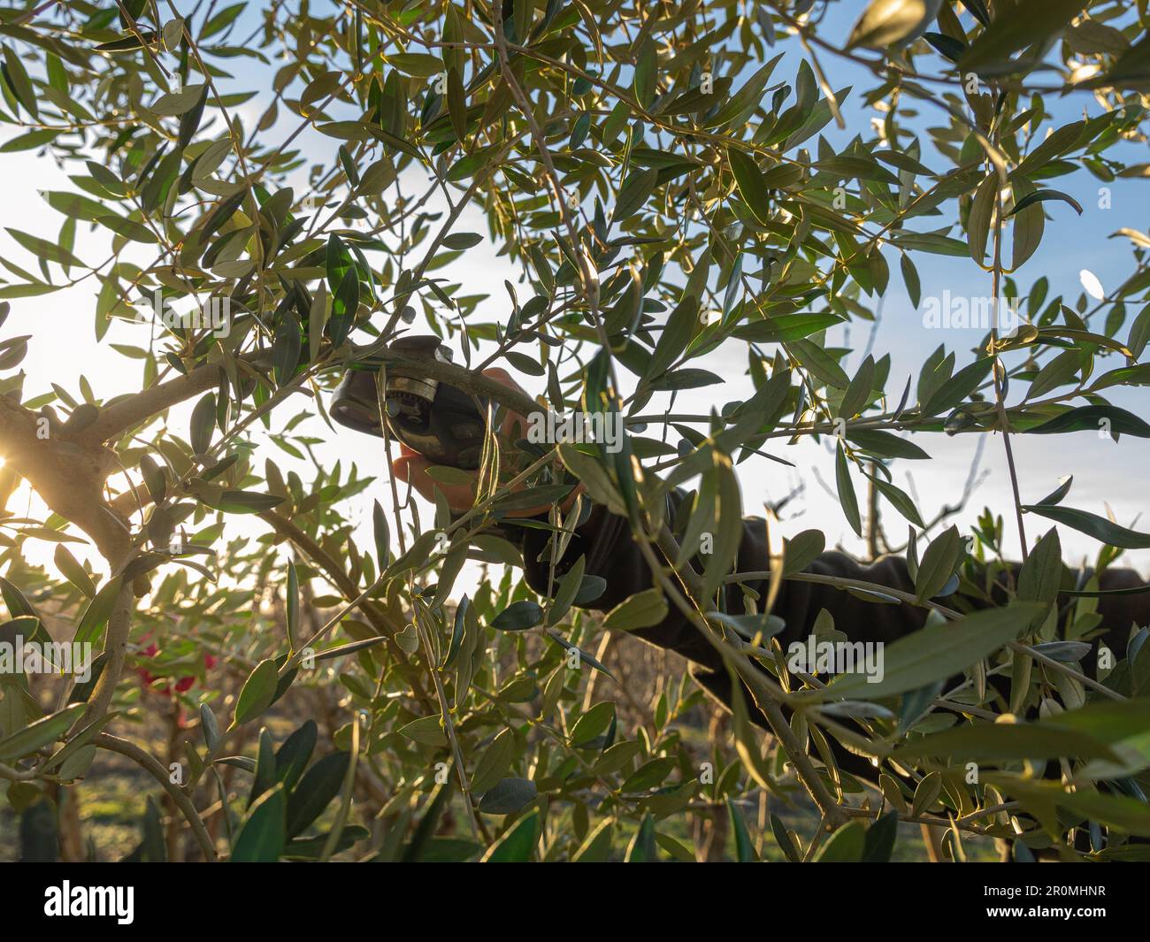 Sampleflavor hi-res stock photography and images - Alamy