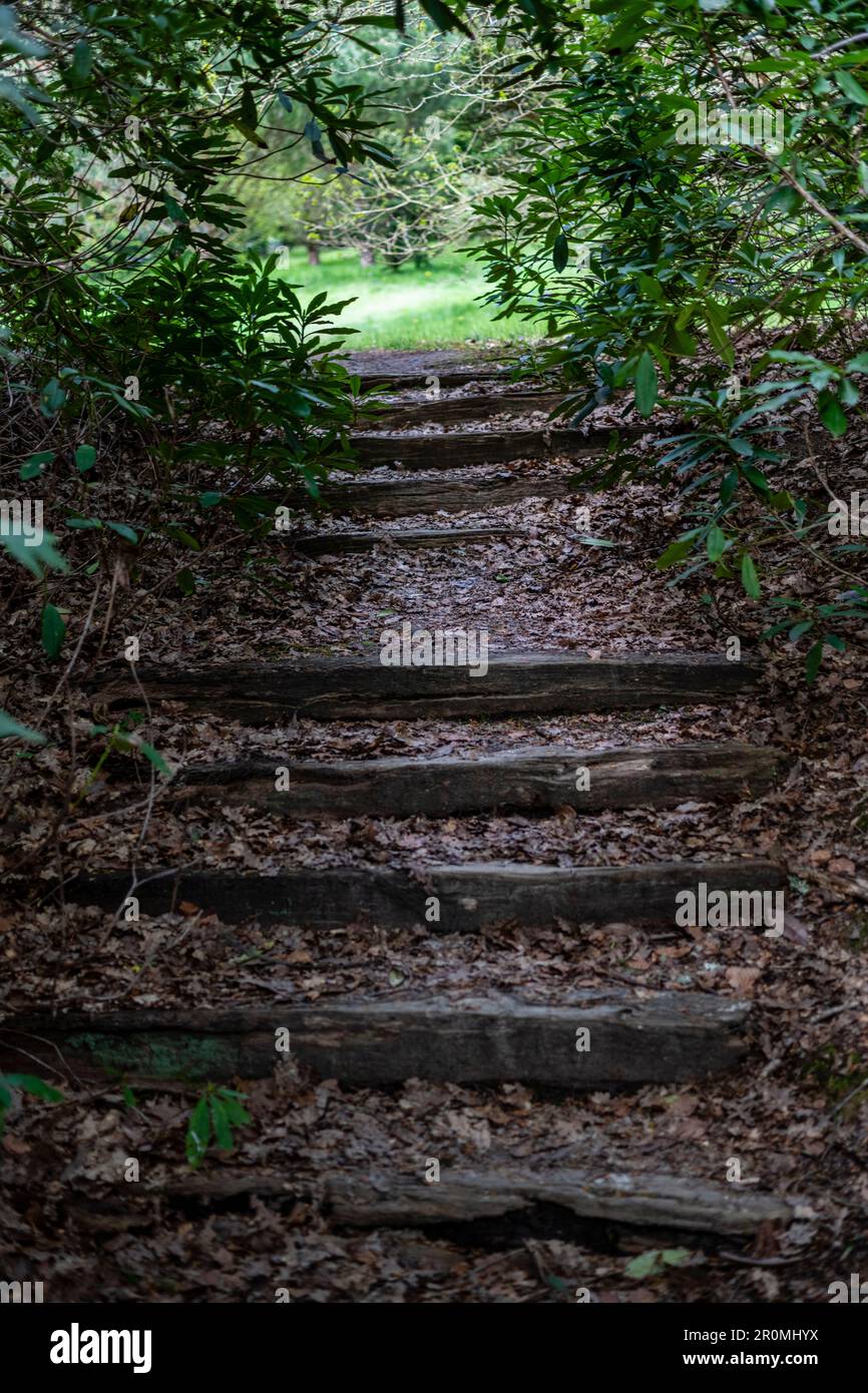 Path way or trail with natural wooden steps surrounded by rhododendrons ...
