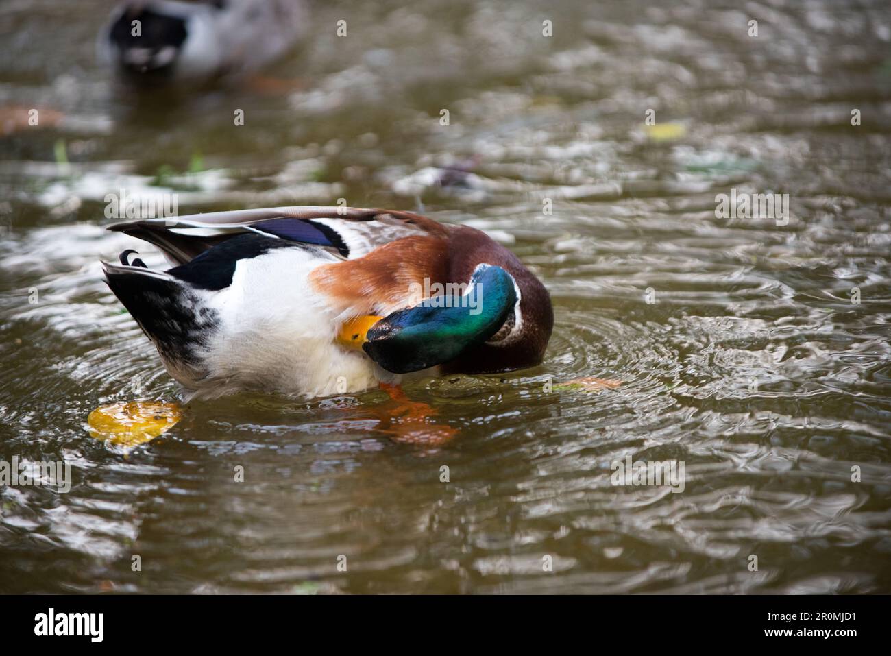 delle splendide anatre nuotano e si lavano in un laghetto di montagna ...