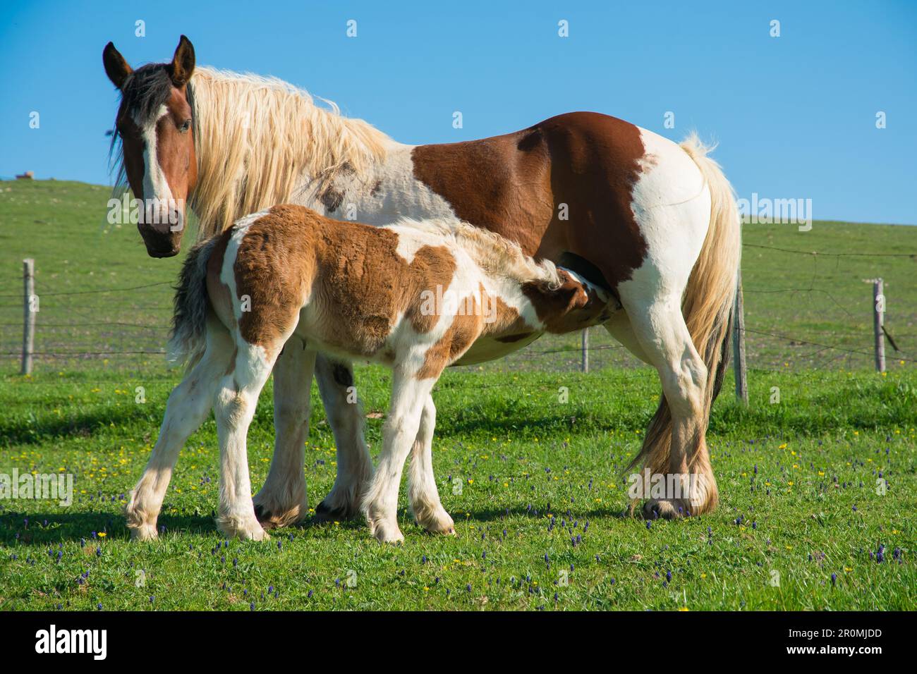 Horse sucking hi-res stock photography and images - Alamy