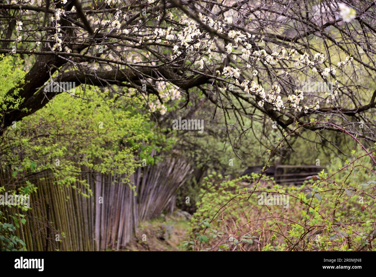Fence with spring tree in the village Haghpat, Caucasus landscape at ...
