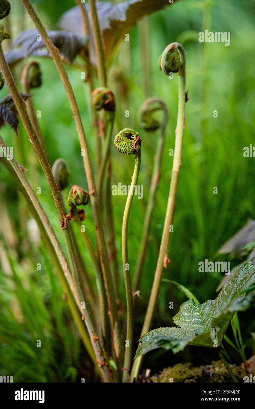 Curled up Close-up of a Fern, breaking through. UK Stock Photo - Alamy