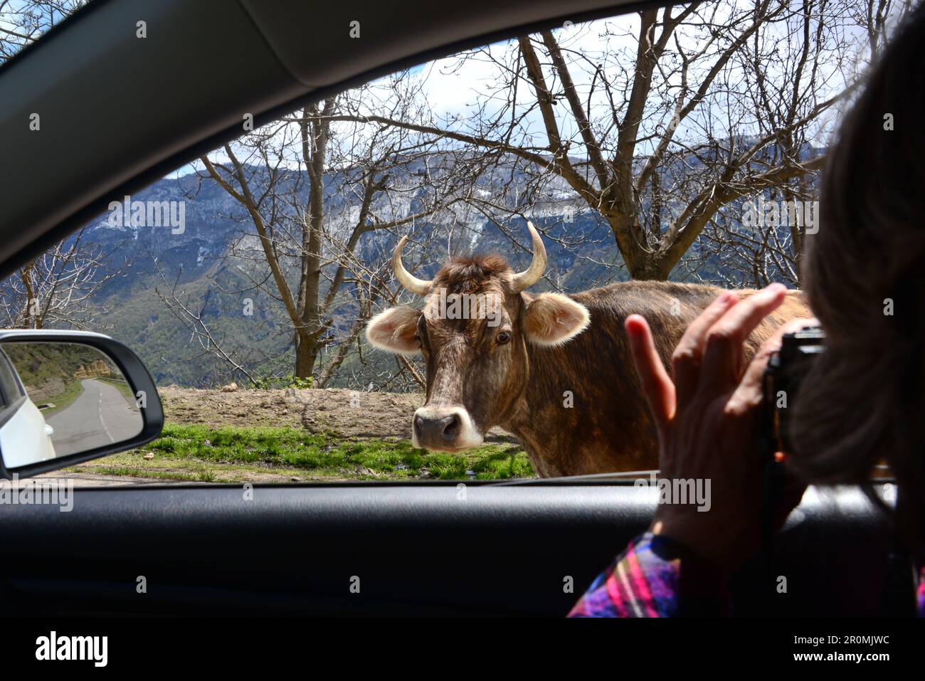 Tourist photographing a cow through the window of the rental car, in ...