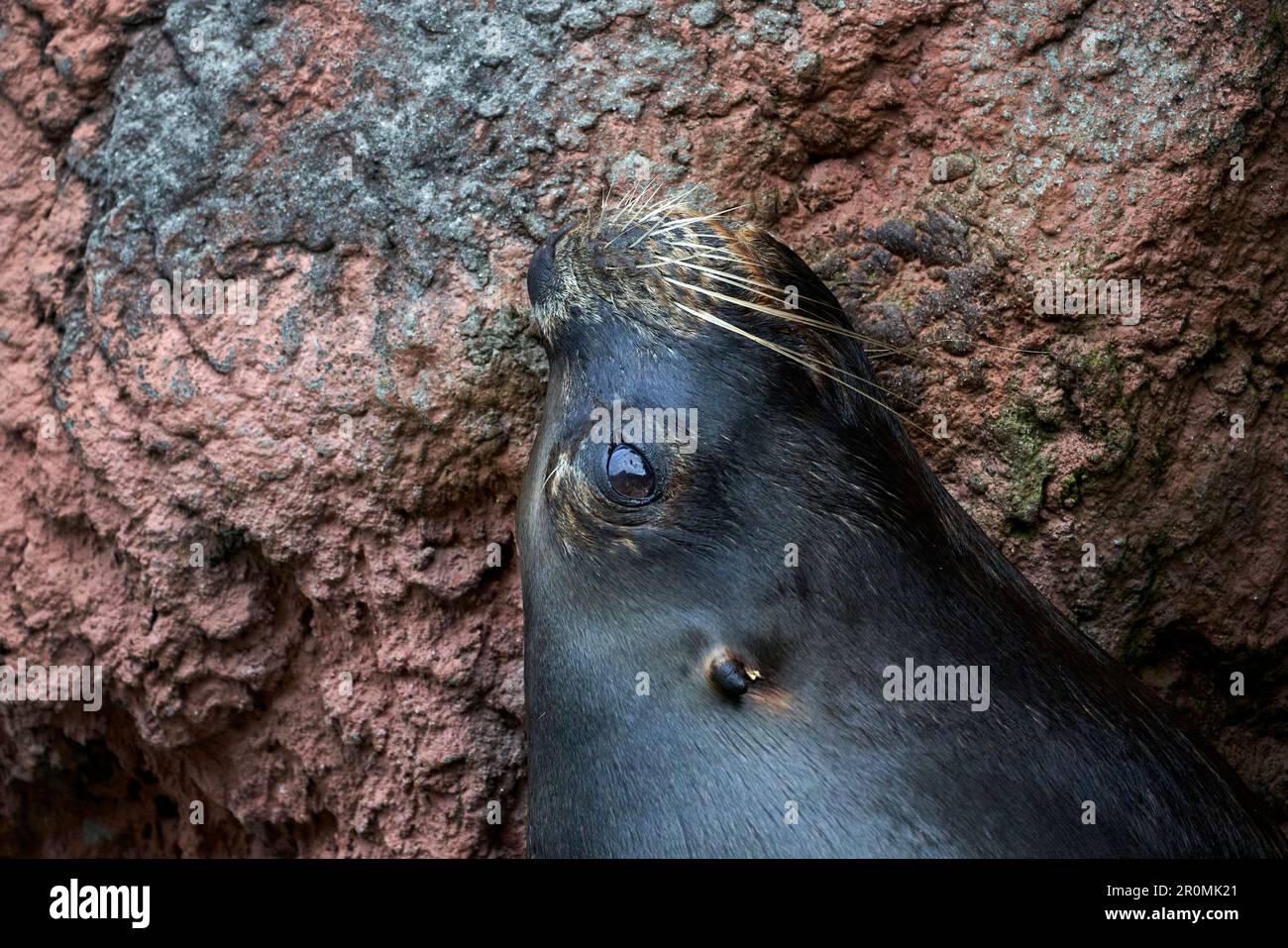 A curious seal is poking its head out from the safety of its rocky ...