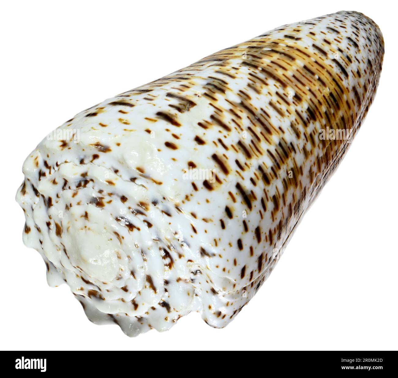 Lettered Cone shell (Conus litteratus) c9cm. Phillipines Stock Photo ...