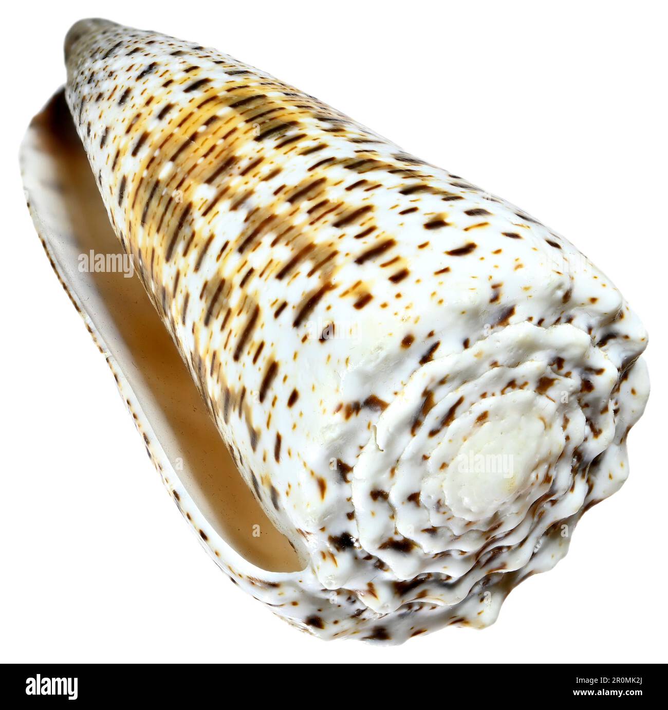 Lettered Cone shell (Conus litteratus) c9cm. Phillipines Stock Photo ...