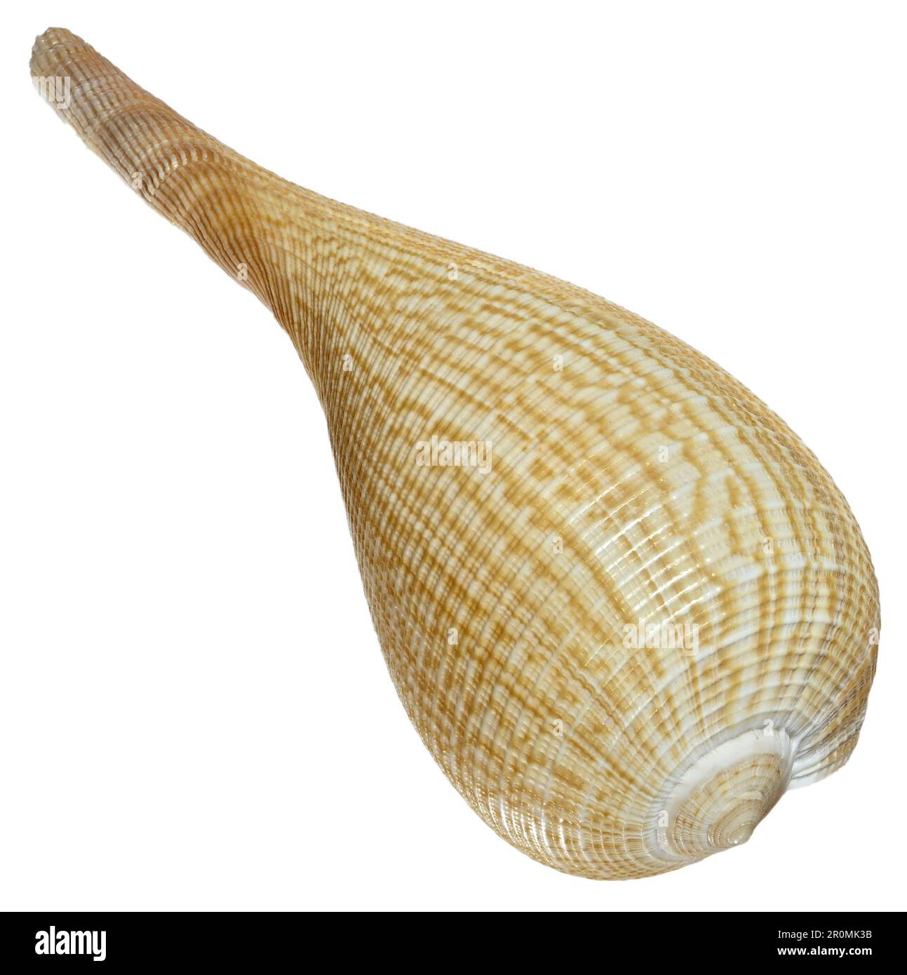 Graceful fig shell hi-res stock photography and images - Alamy