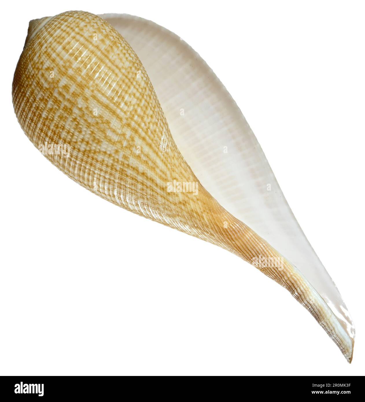 Graceful fig shell hi-res stock photography and images - Alamy