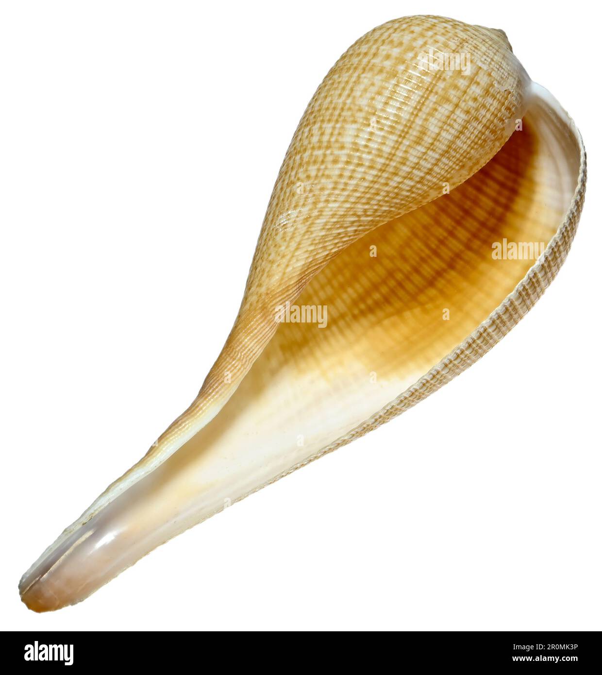 Graceful fig shell hi-res stock photography and images - Alamy