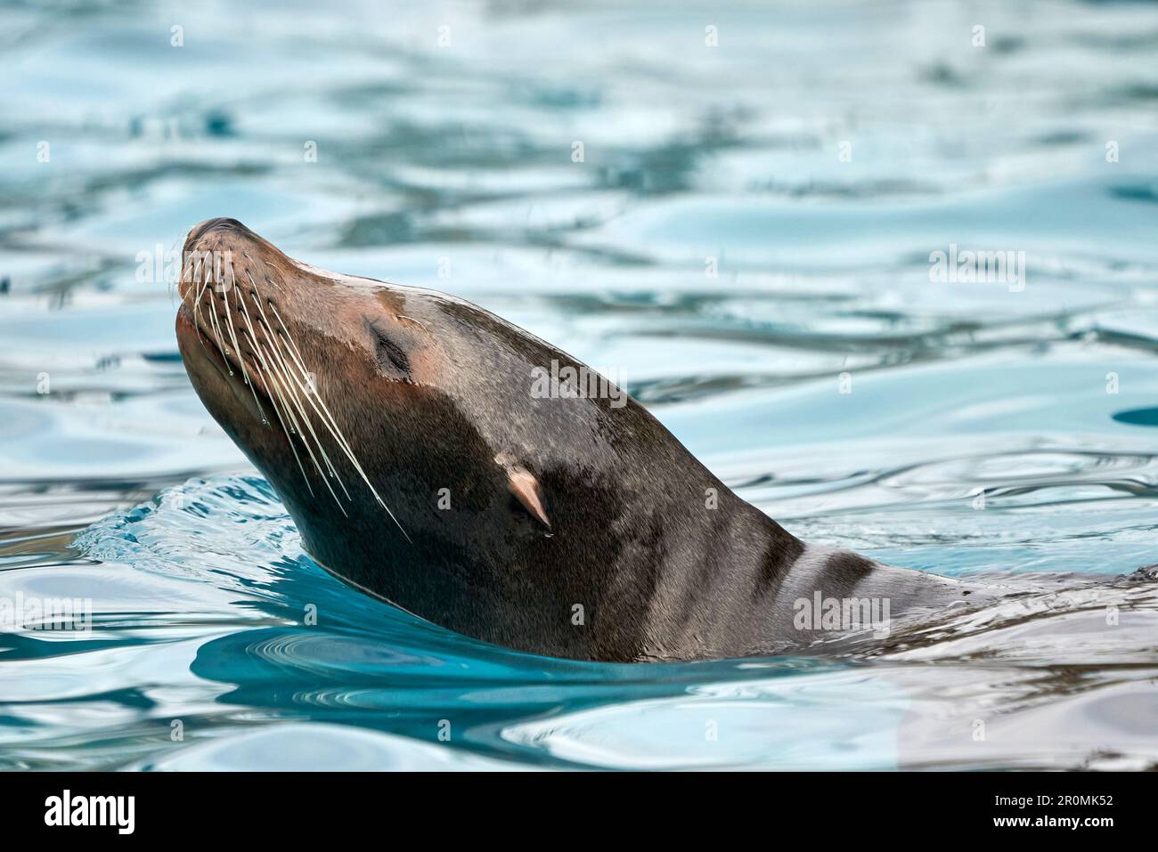 A close-up shot of a seal swimming in the water with its head visible ...