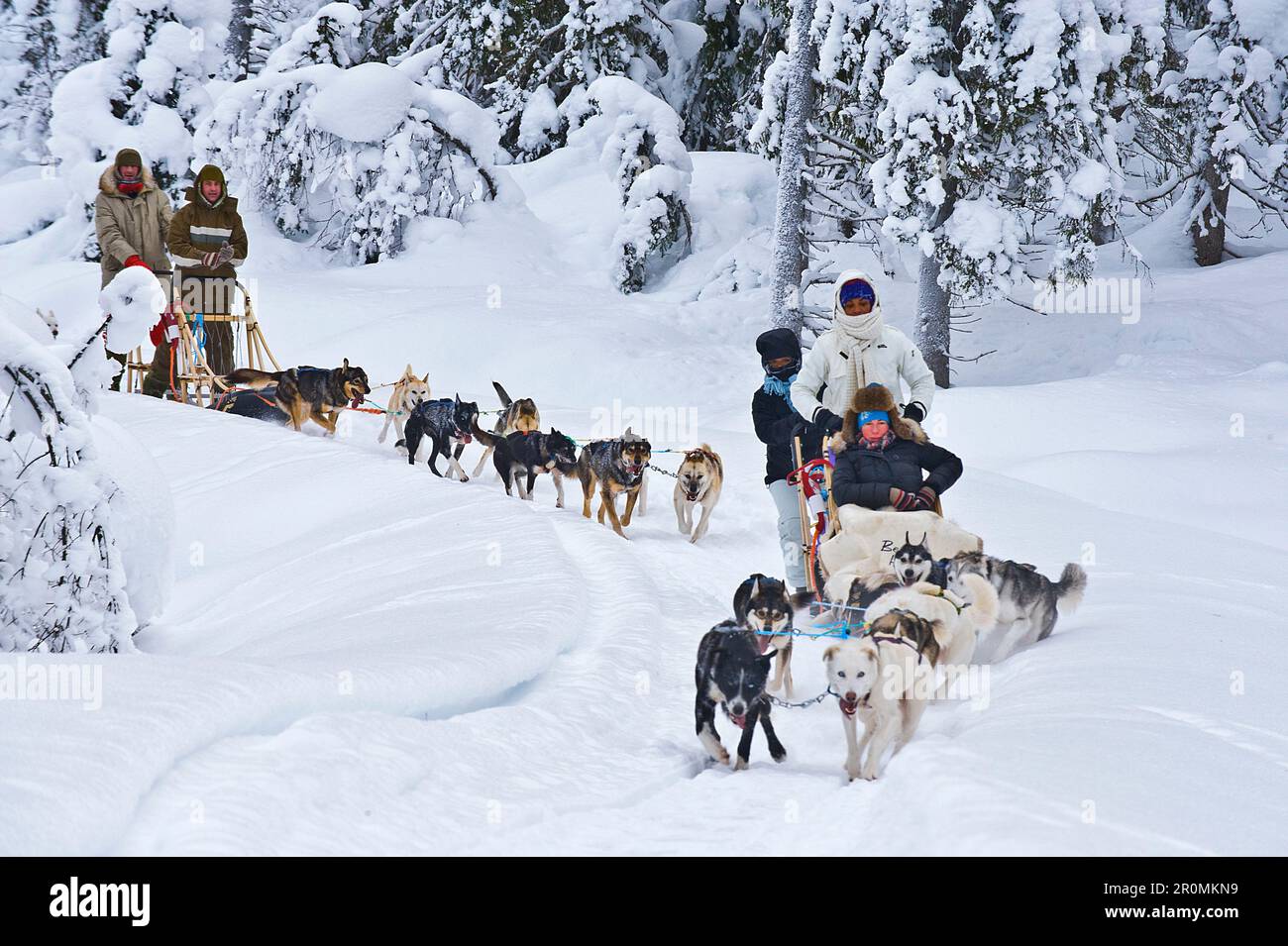 Norway, winter, Heggenes,surroundings ,Sledge riding, huskies, snow ...
