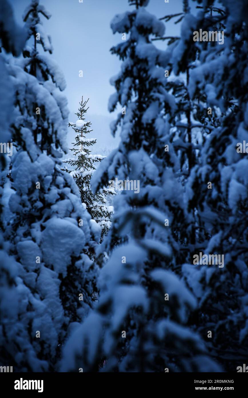 Norway, winter, Heggenes,surroundings Hotel Herangtunet, forrest, pine ...