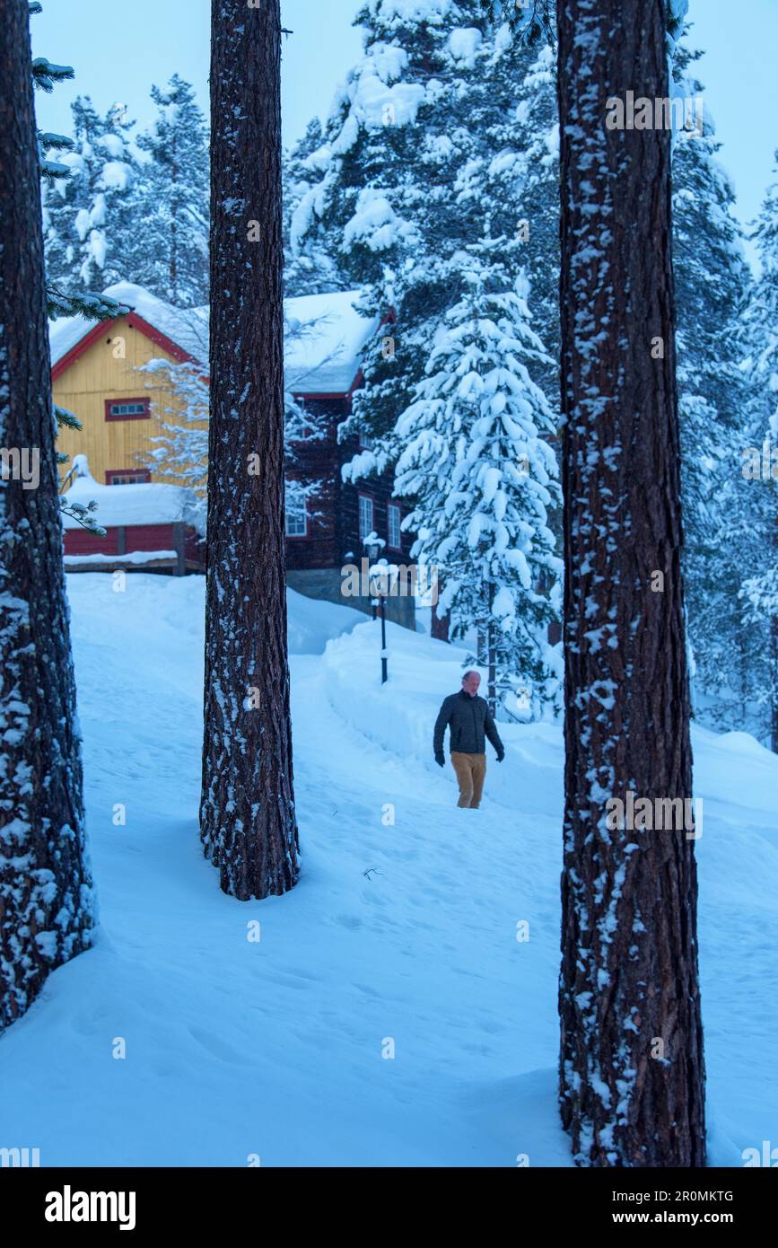 Norway, winter, Heggenes,surroundings Hotel Herangtunet, forrest, pine ...