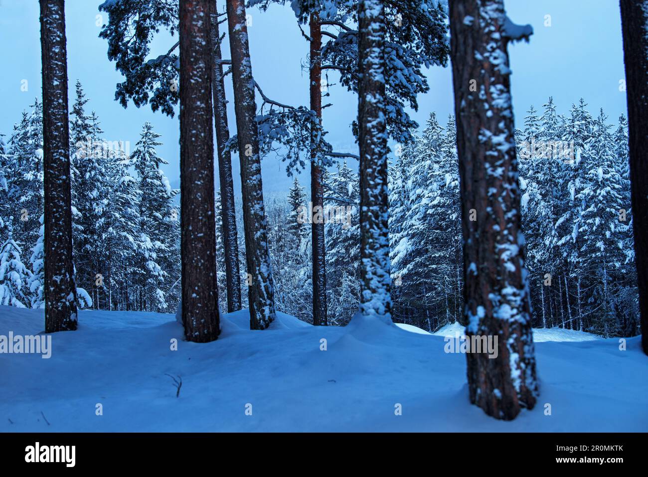 Norway, winter, Heggenes,surroundings Hotel Herangtunet, forrest, pine ...