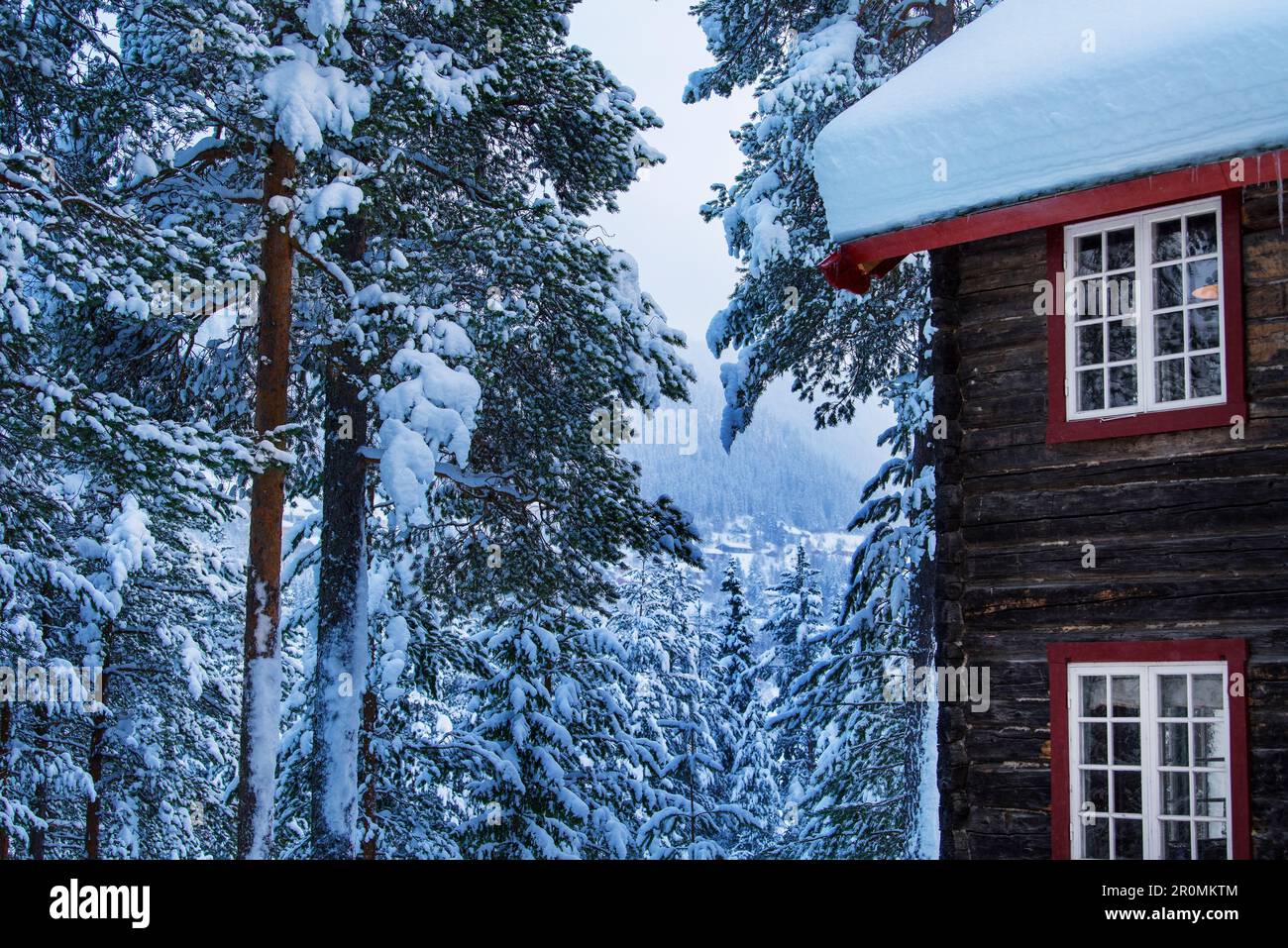 Norway, winter, Heggenes,surroundings Hotel Herangtunet, forrest, pine ...