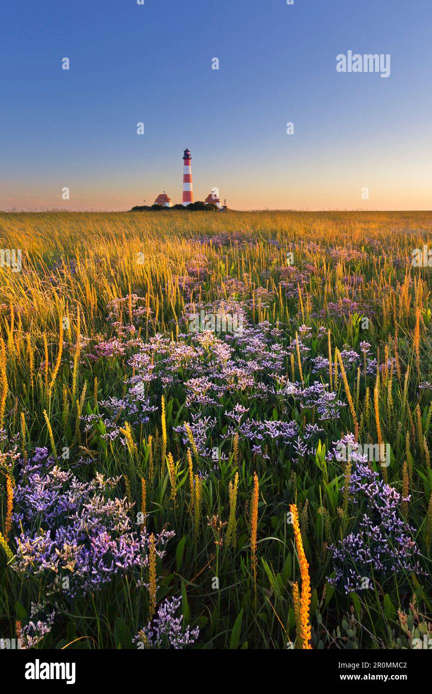 Salt marshes at the lighthouse Westerhever, North Sea, Schleswig ...