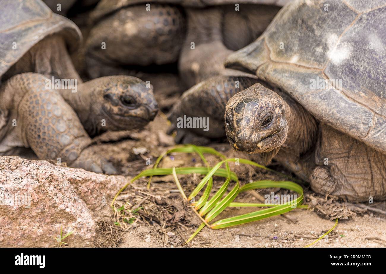 Seychelles giant tortoises eating Stock Photo - Alamy