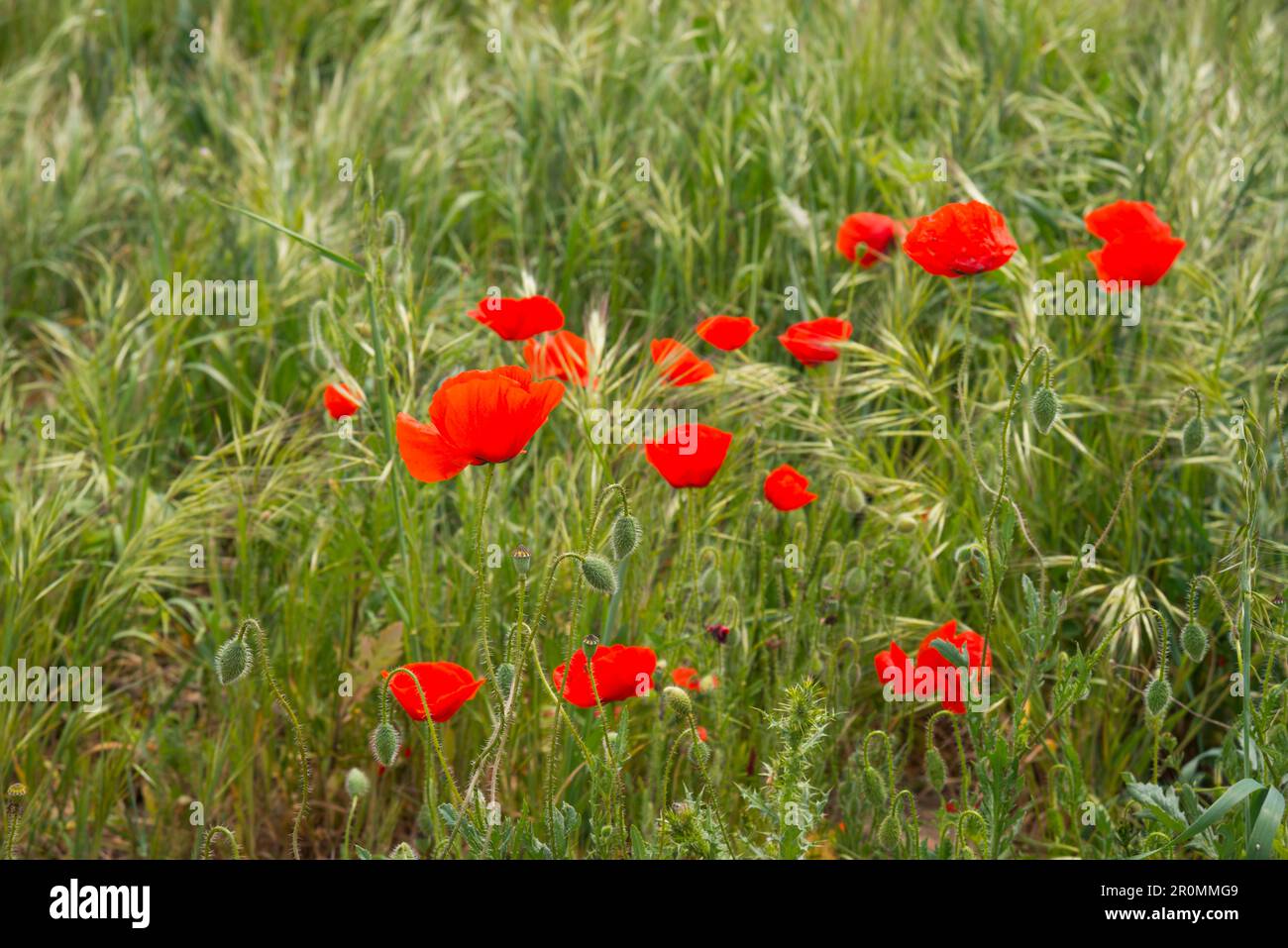 Poppy red fondo hi-res stock photography and images - Alamy