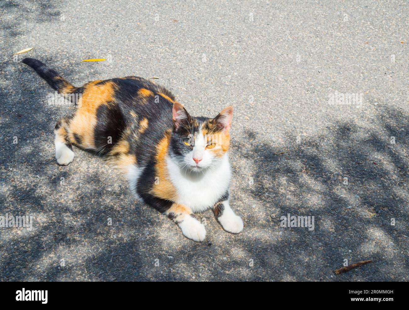 Calico cat looking at the camera Stock Photo - Alamy