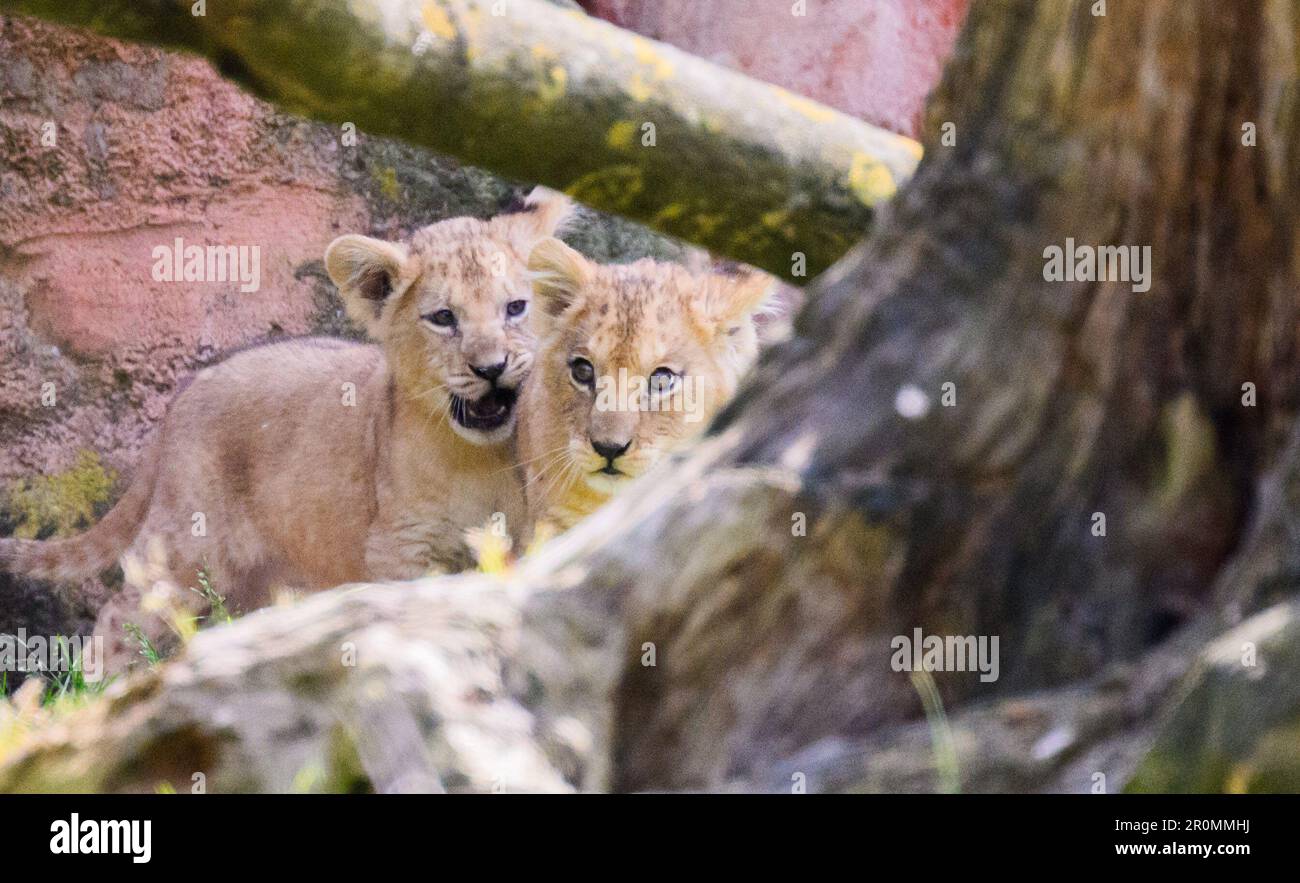 Hanover, Germany. 09th May, 2023. Two young lions crouch in their ...