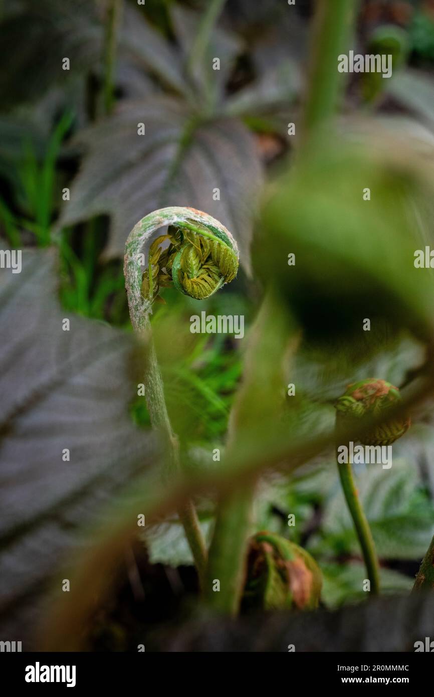 Curled up Close-up of a Fern, breaking through. UK Stock Photo - Alamy