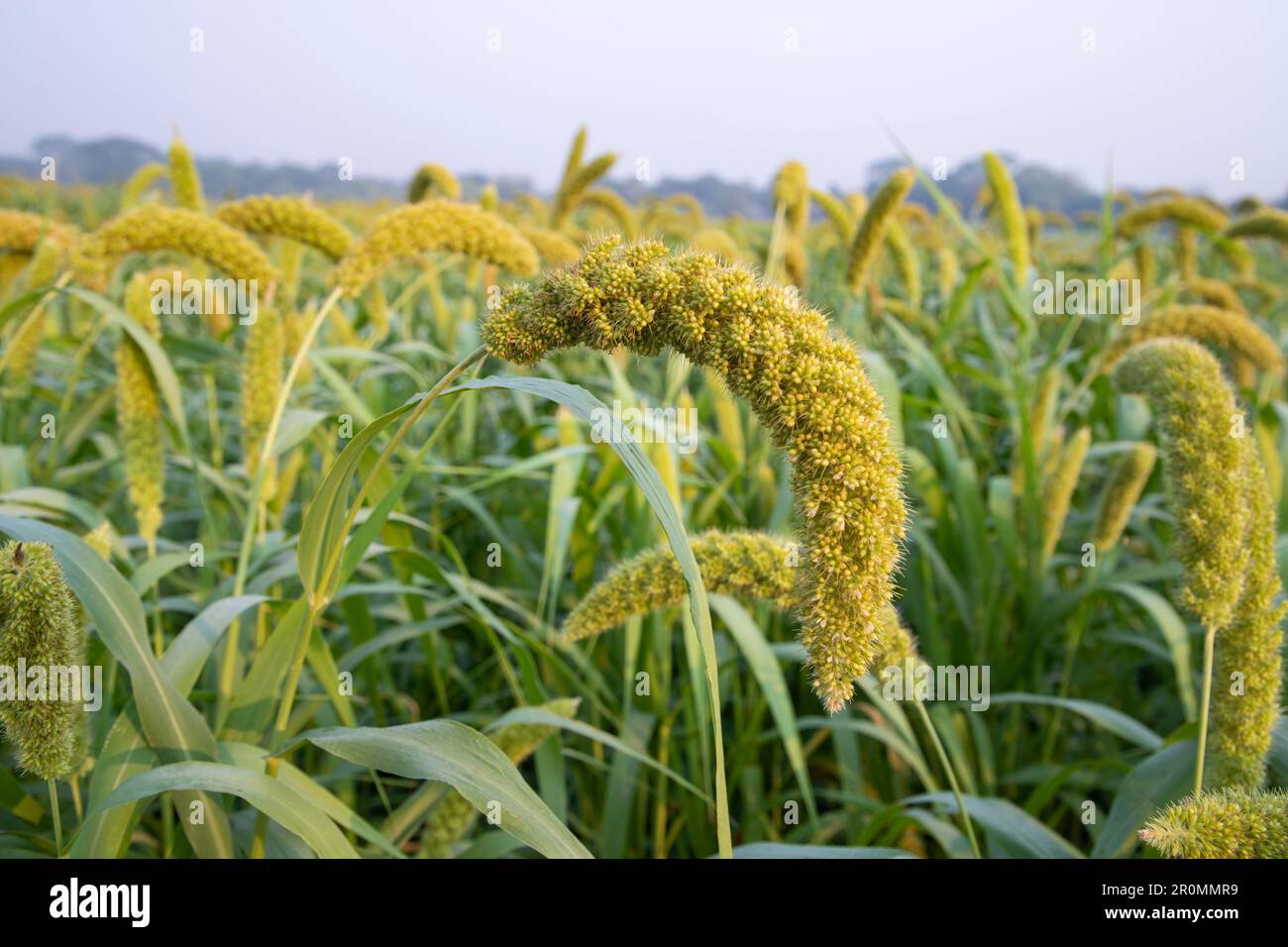 Millet plant crop hi-res stock photography and images - Alamy