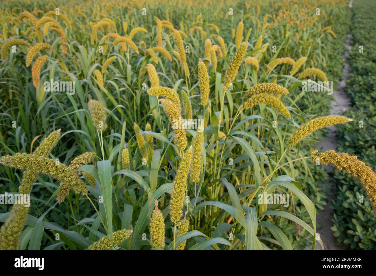 Raw Ripe millet crops in the field Stock Photo - Alamy