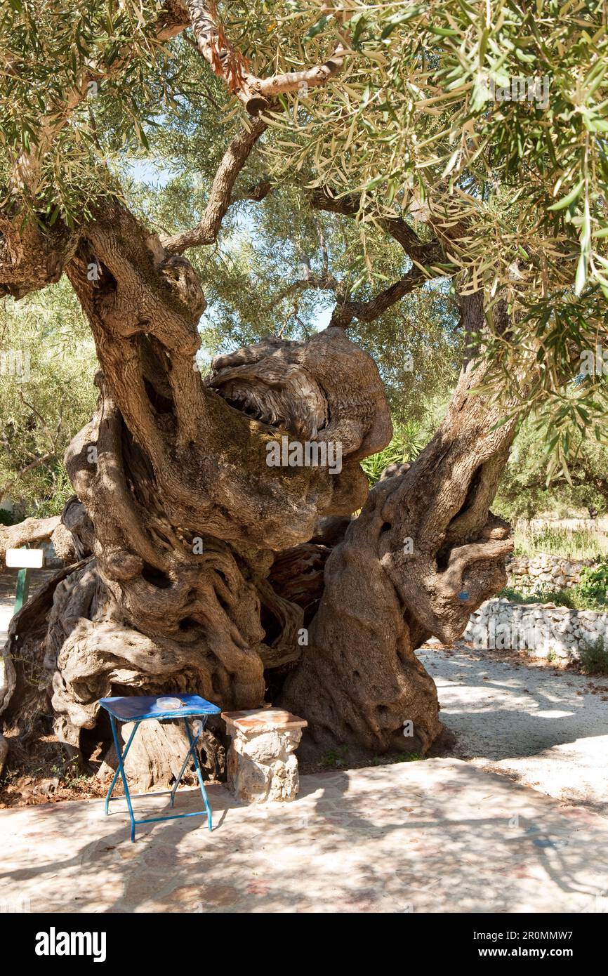 Ancient olive tree in the village Exo Hora, Zakynthos, Ionian Islands ...