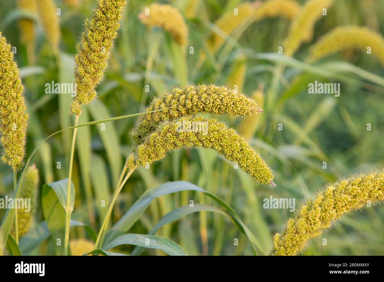 Millet plant crop hi-res stock photography and images - Alamy