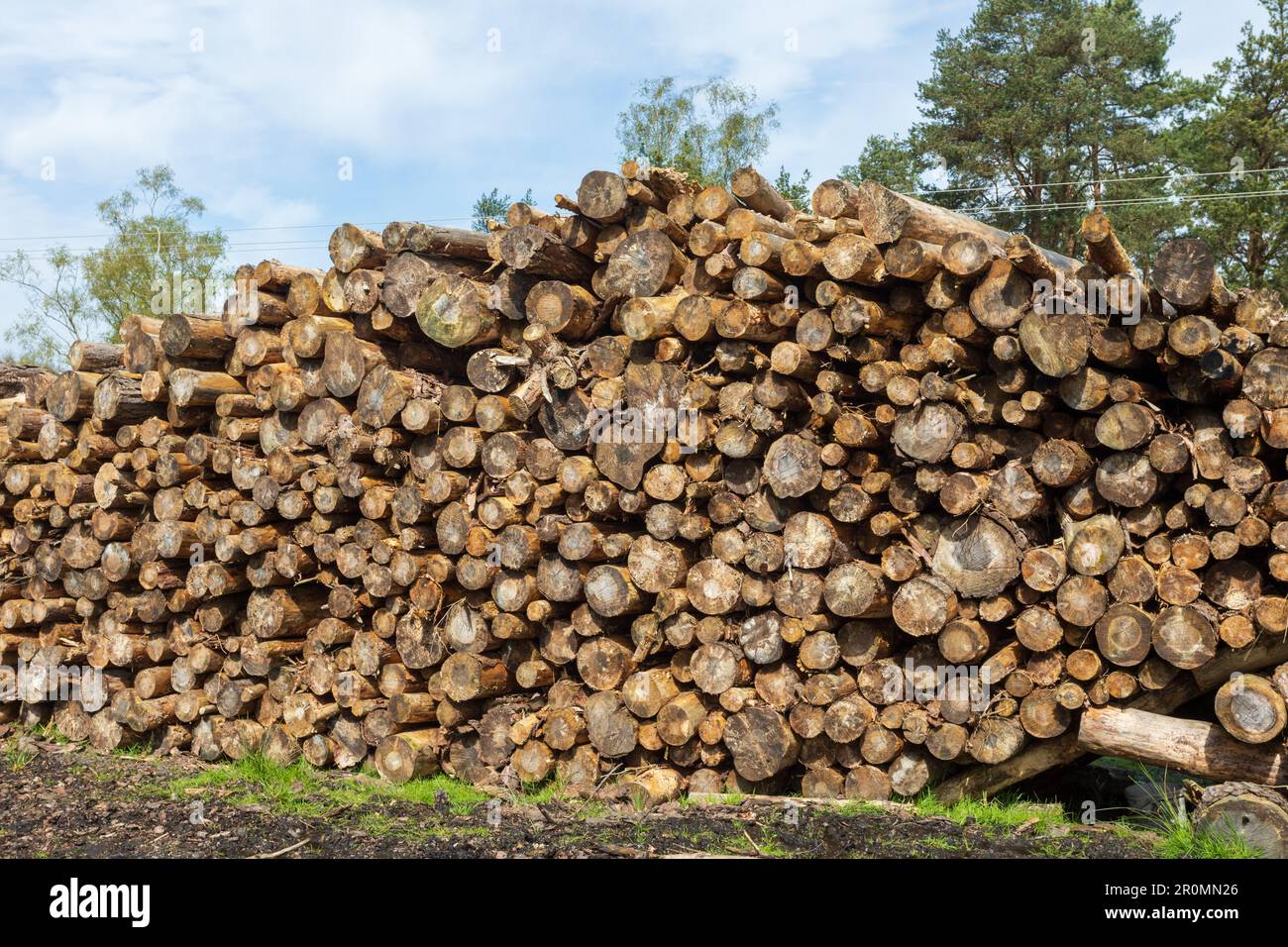 Trees cut down to create a log pile, stacks of logs make an environment ...