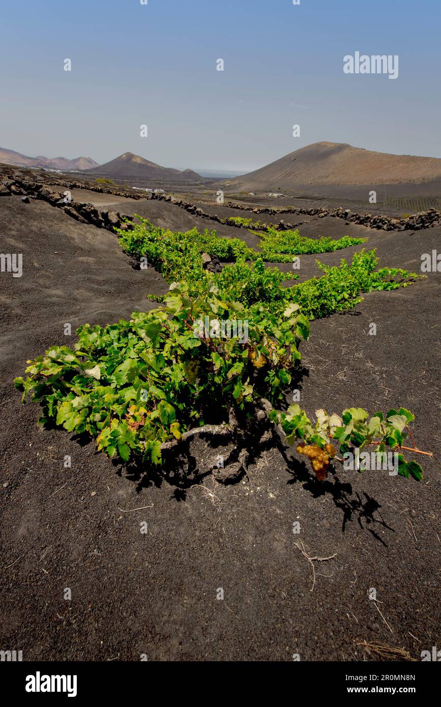 Traditional Farming Method In The Wine Growing Region Of La Geria In Lanzarote La Geria