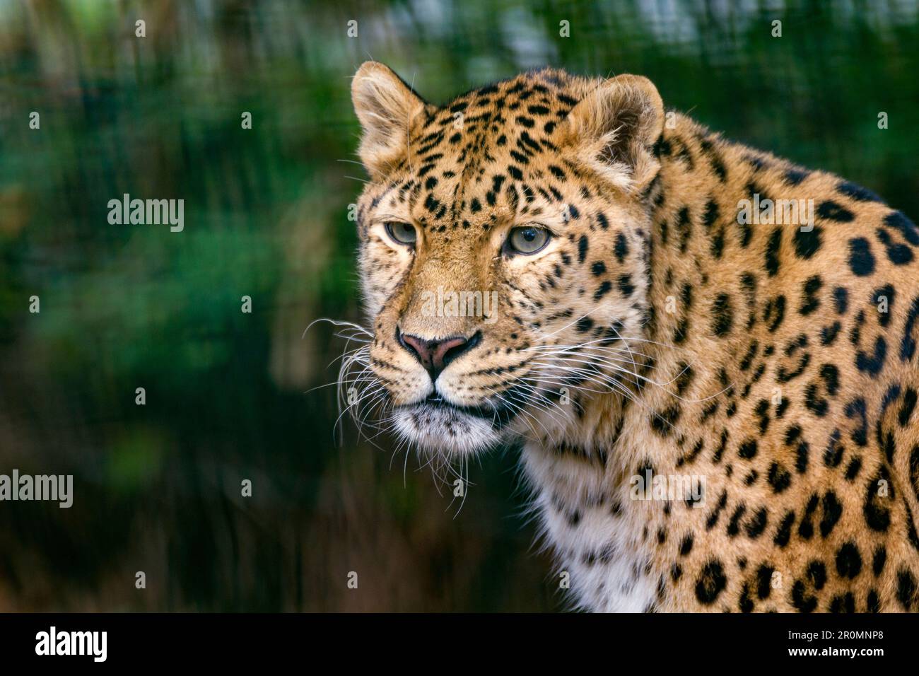 Reclining leopard hi-res stock photography and images - Alamy