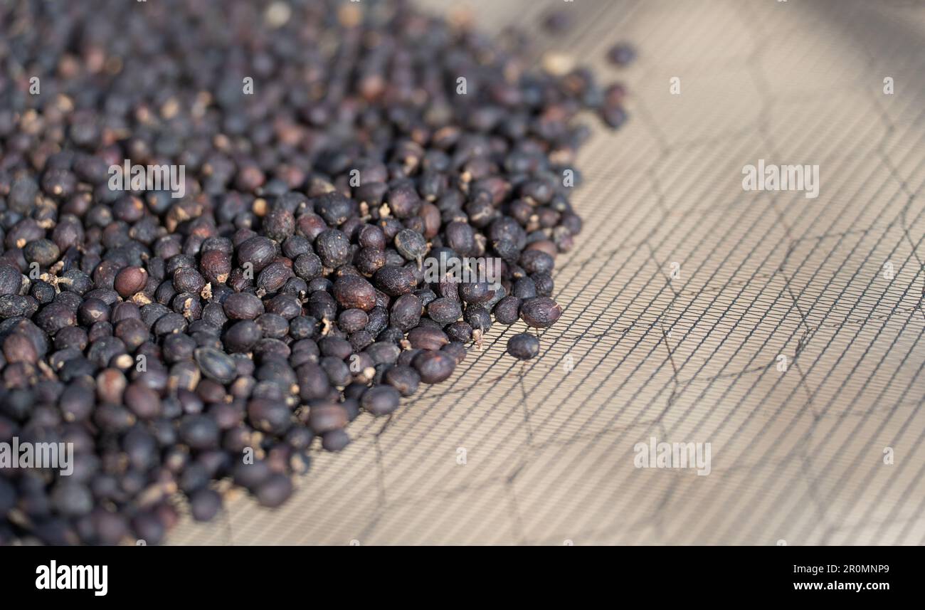 Dark Coffee Berries in Drying Rack, Fresh and Organic Stock Photo - Alamy