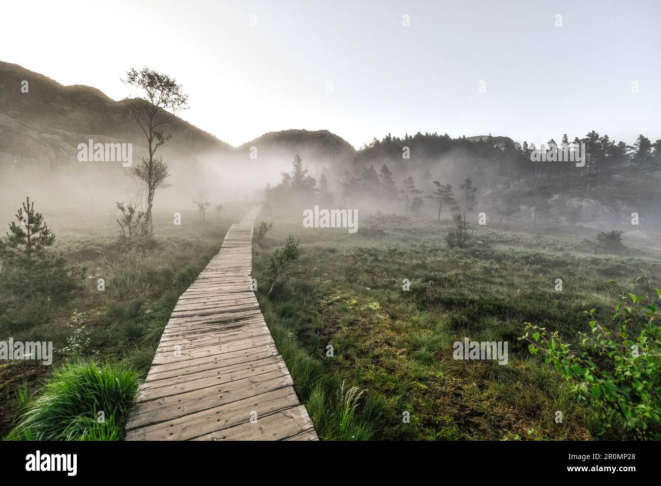 Wooden walkway leads across the moor through a small forest that still ...