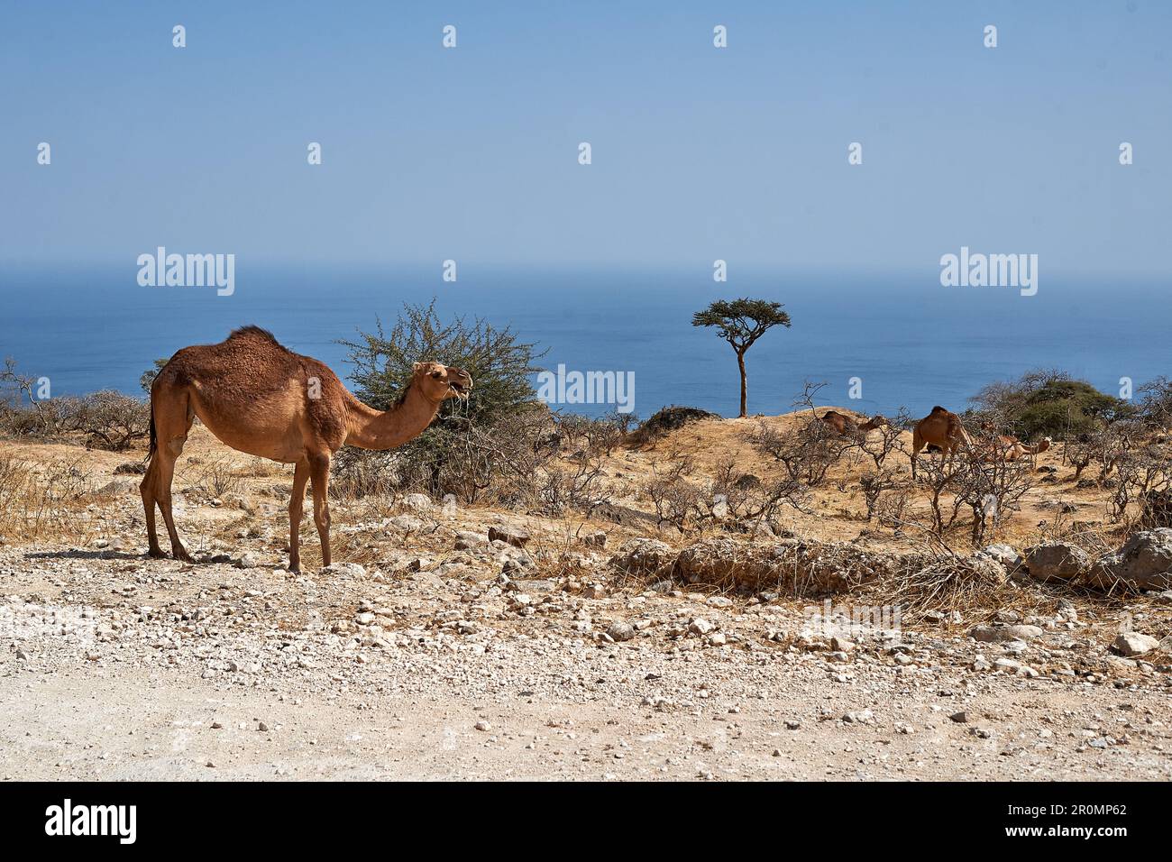 a view for the mountains in Salalah Oman Stock Photo - Alamy
