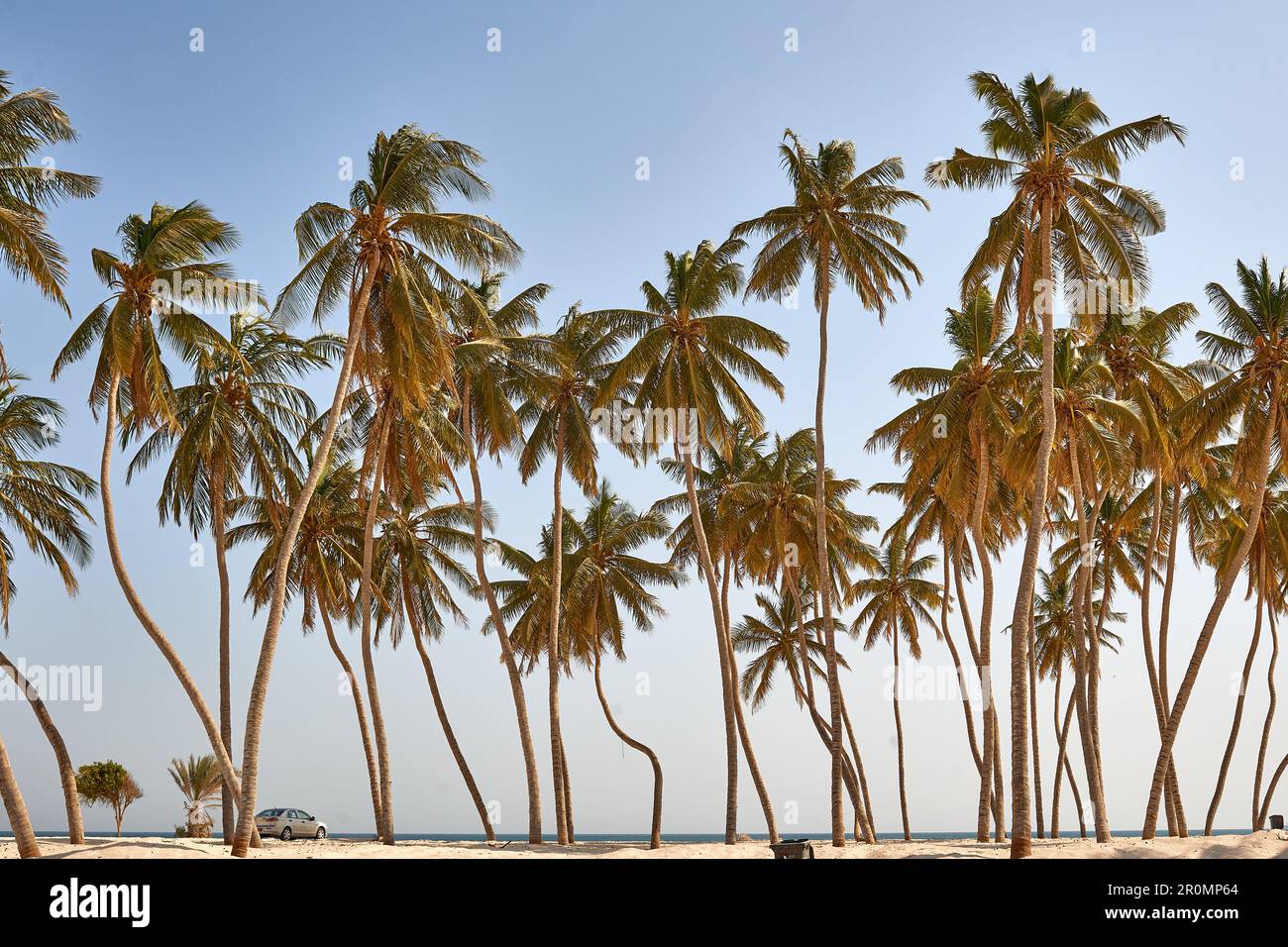Coconut palm trees on a public beach, Oman Stock Photo - Alamy