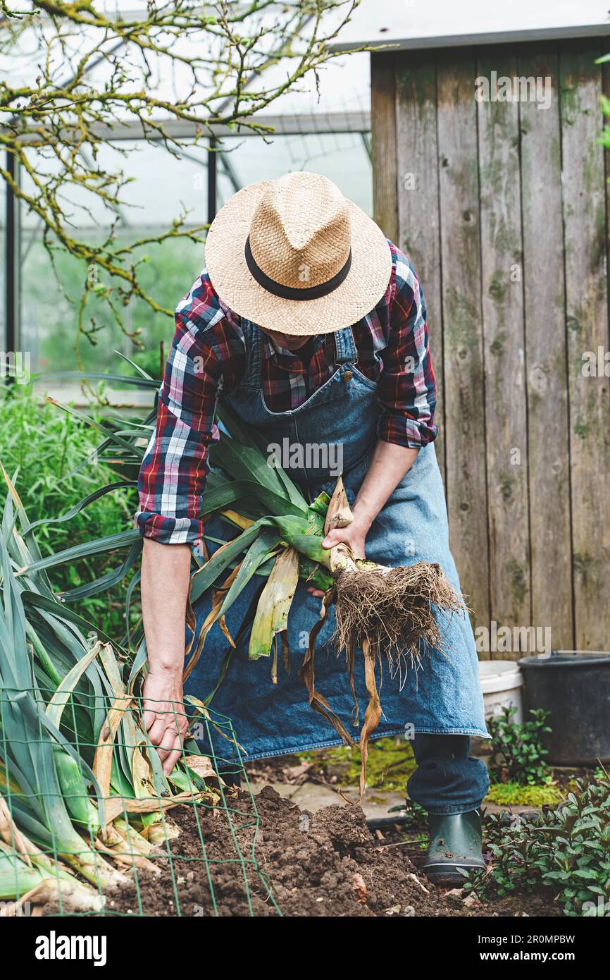Man wearing a hat is bending down in the garden, harvesting fresh leeks ...